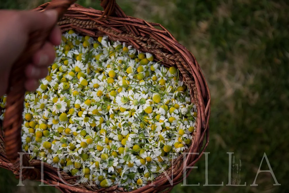How to Grow Chamomile (German and Roman Types) — Floranella