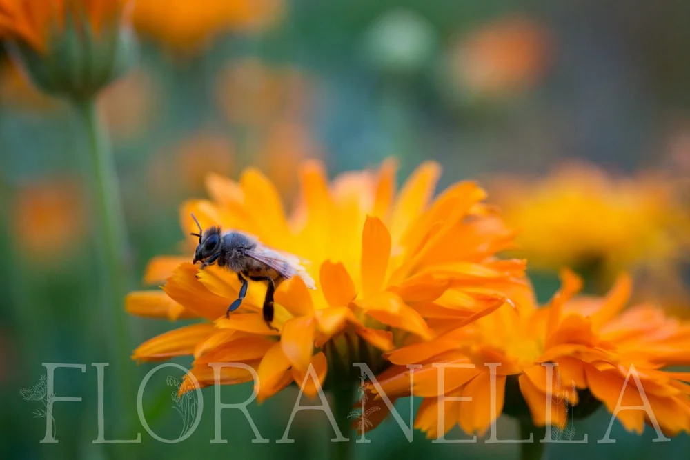 How to Grow Calendula, Harvest, Dry, Use It, and Save Its Seeds ...