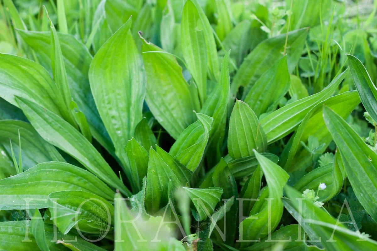 How to Grow Plantain (Plantago spp.) — Floranella