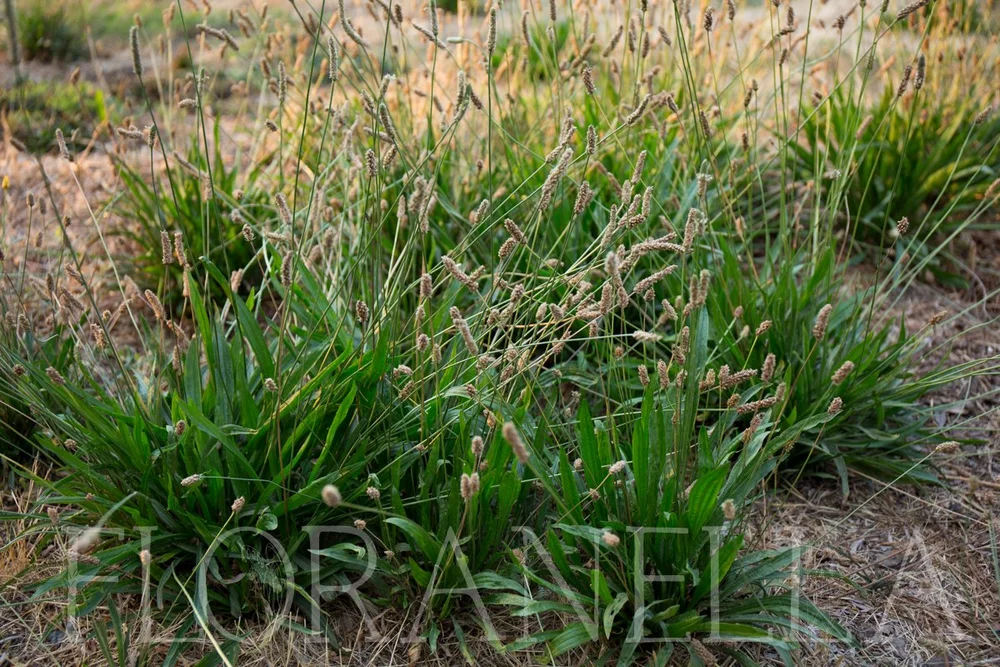 How to Grow Plantain (Plantago spp.) — Floranella