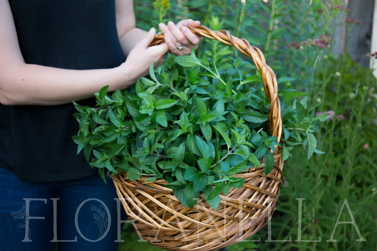 How to Grow Peppermint — Floranella