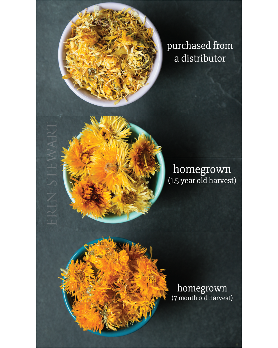 How to Grow Calendula, Harvest, Dry, Use It, and Save Its Seeds ...