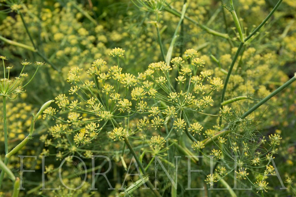 How to Grow Fennel — Floranella