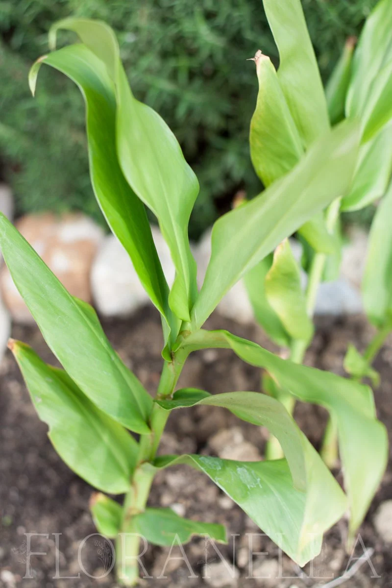 How to Grow Ginger — Floranella