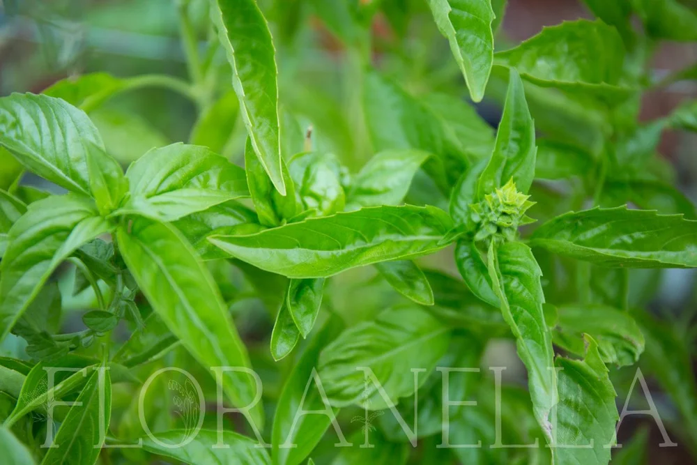 How to Grow Basil — Floranella
