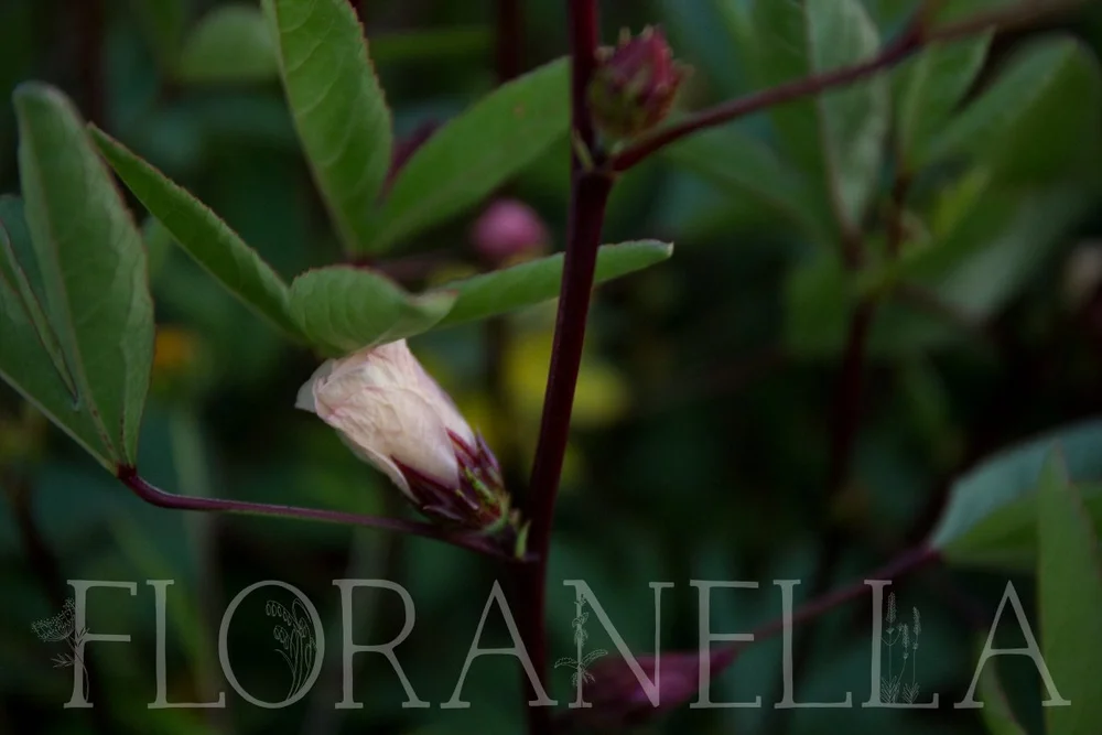 Therapeutic Benefits of Hibiscus Sabdariffa (Roselle) — Floranella