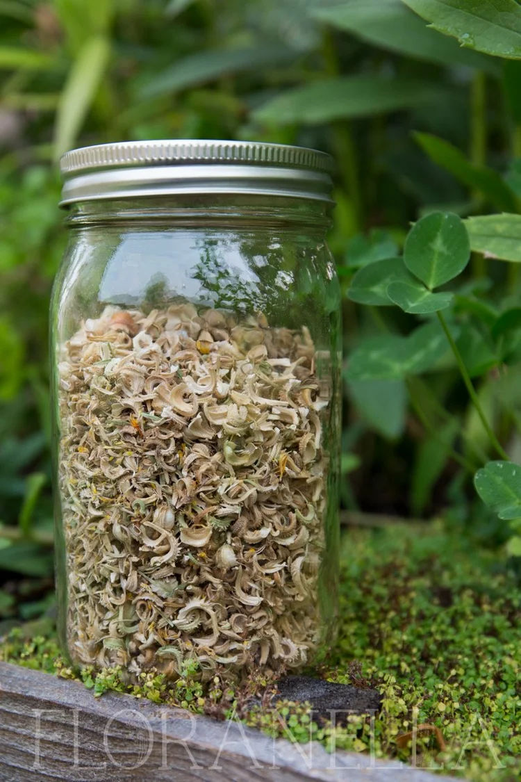 How to Grow Calendula, Harvest, Dry, Use It, and Save Its Seeds ...