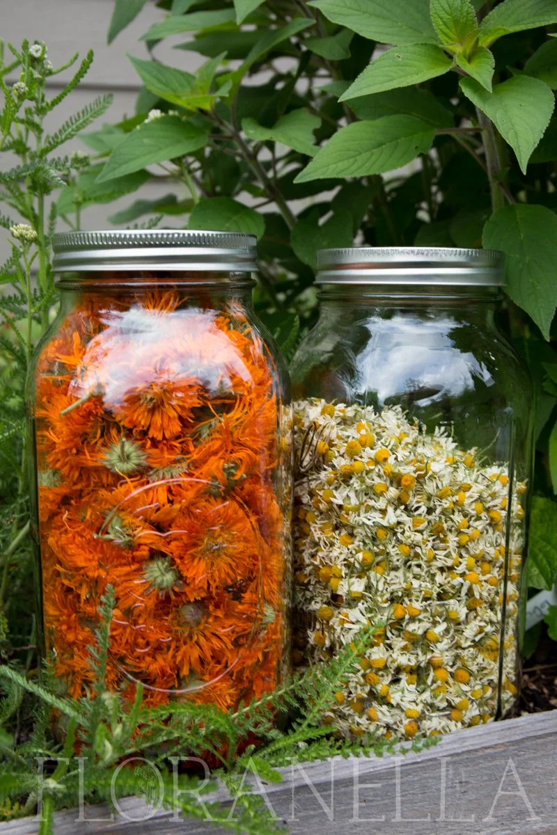 Dried Calendula Flowers