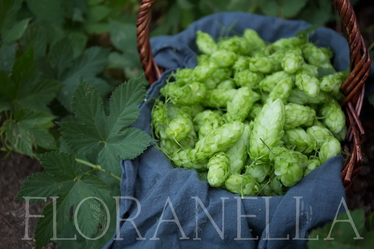 How to Grow Hops (Humulus lupulus) — Floranella