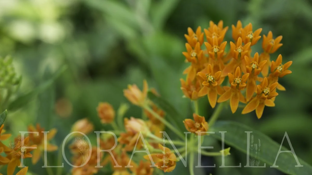 How to Grow Milkweed for Pollinators — Floranella