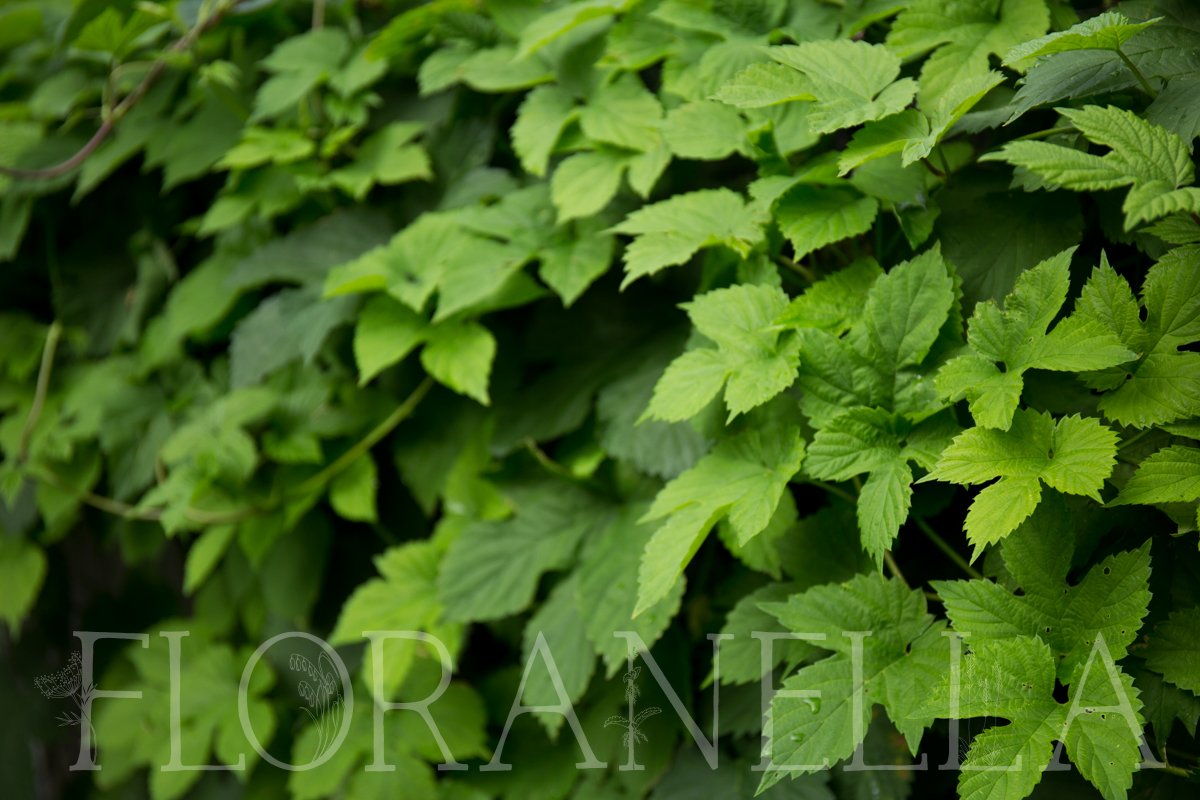 How to Grow Hops (Humulus lupulus) — Floranella