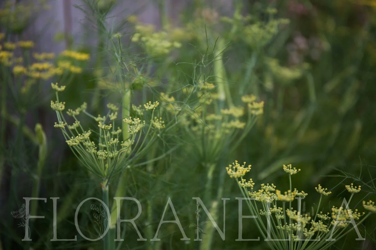 How to Grow Fennel — Floranella