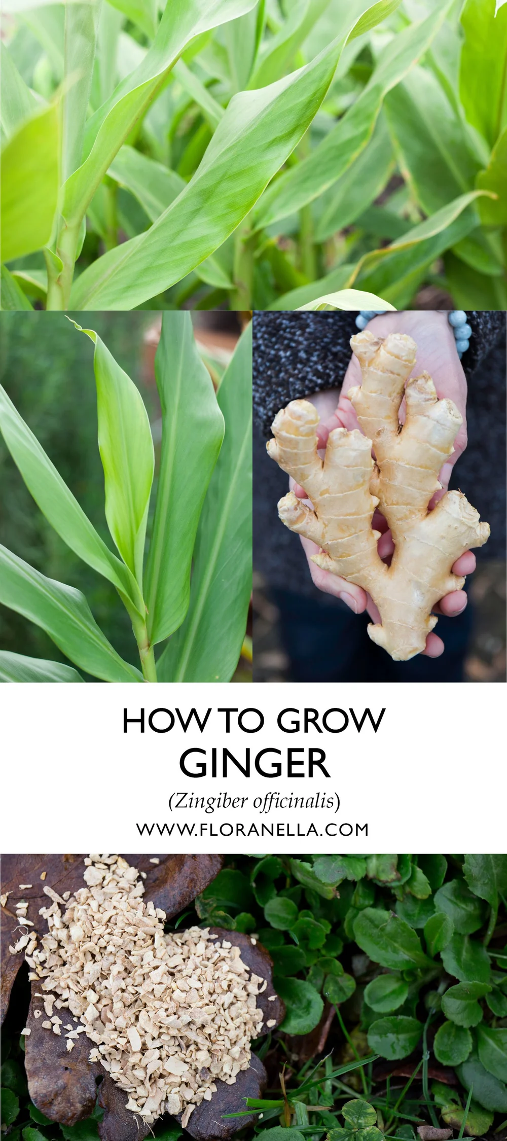 How to Grow Ginger — Floranella