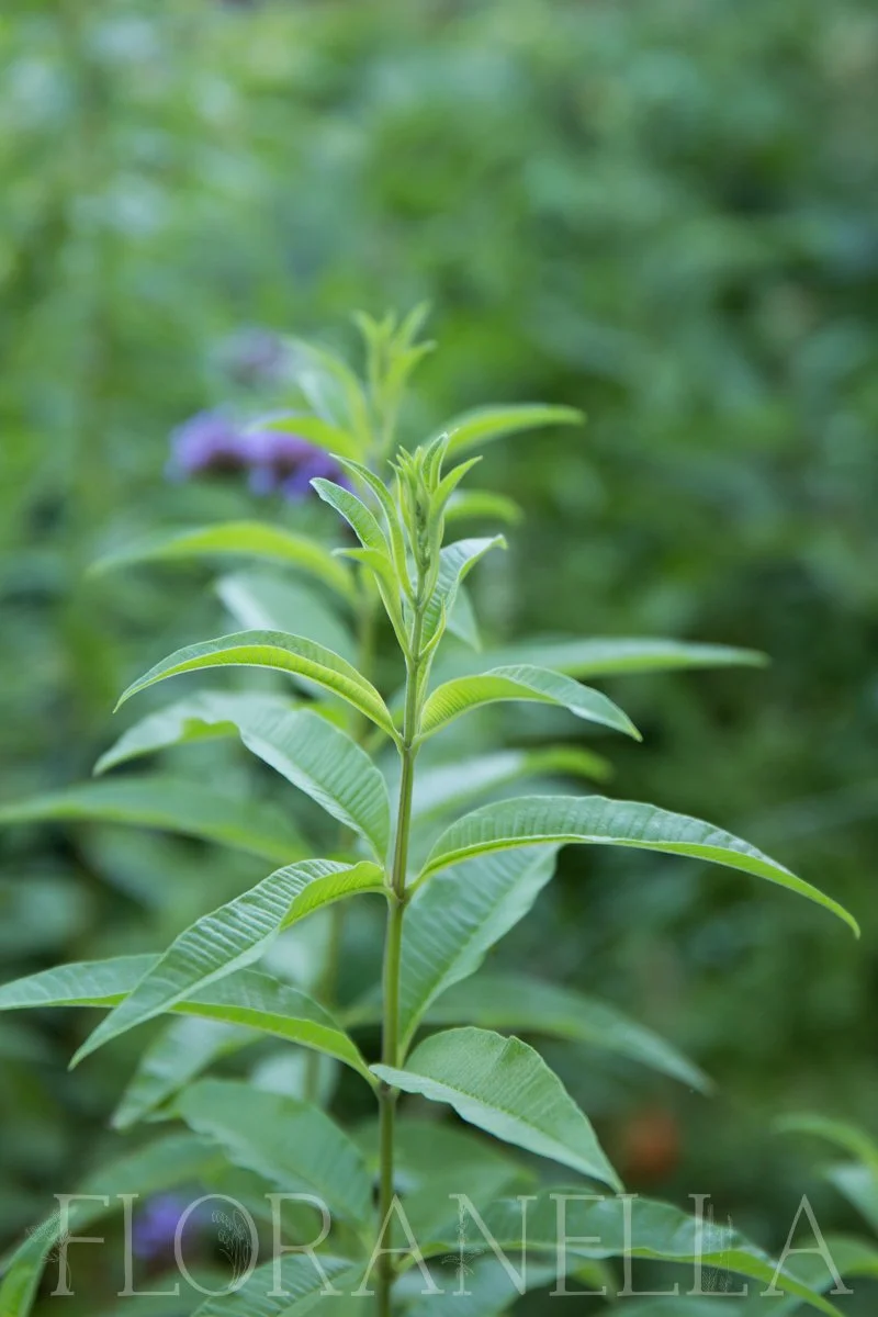 How to Grow Lemon Verbena — Floranella