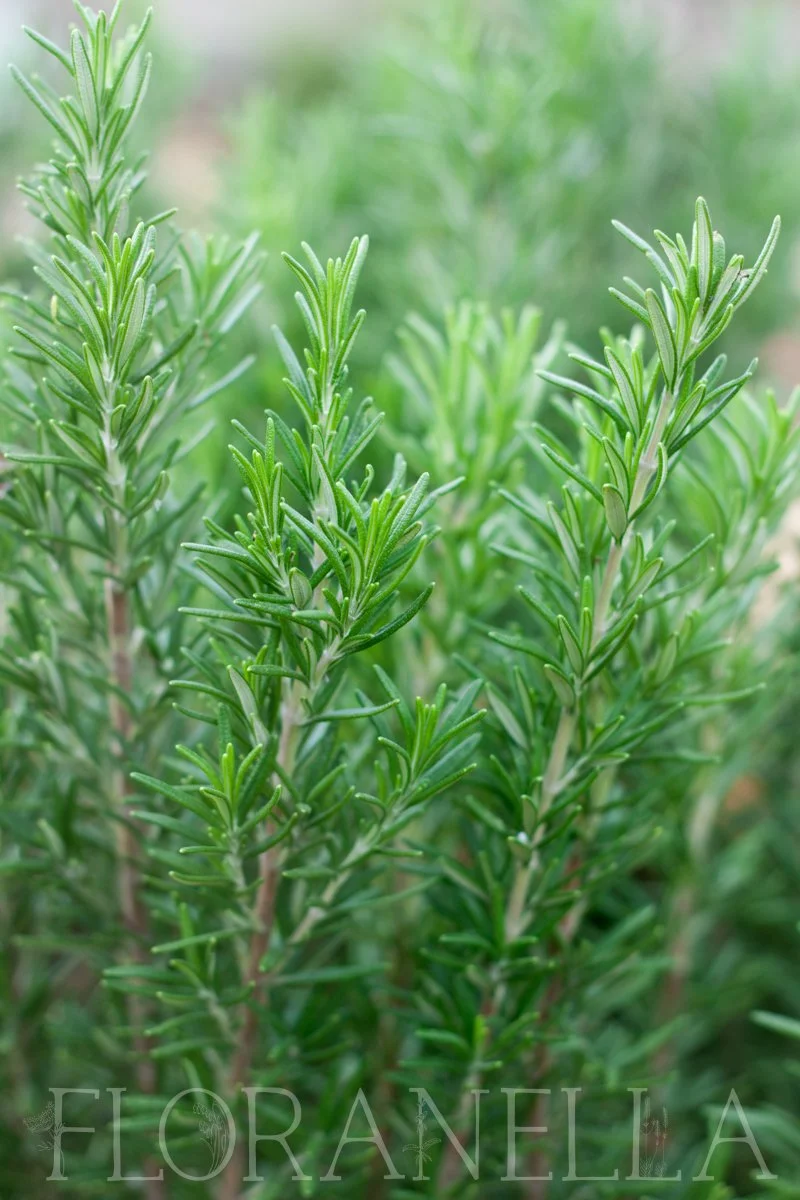 How to Grow Rosemary — Floranella