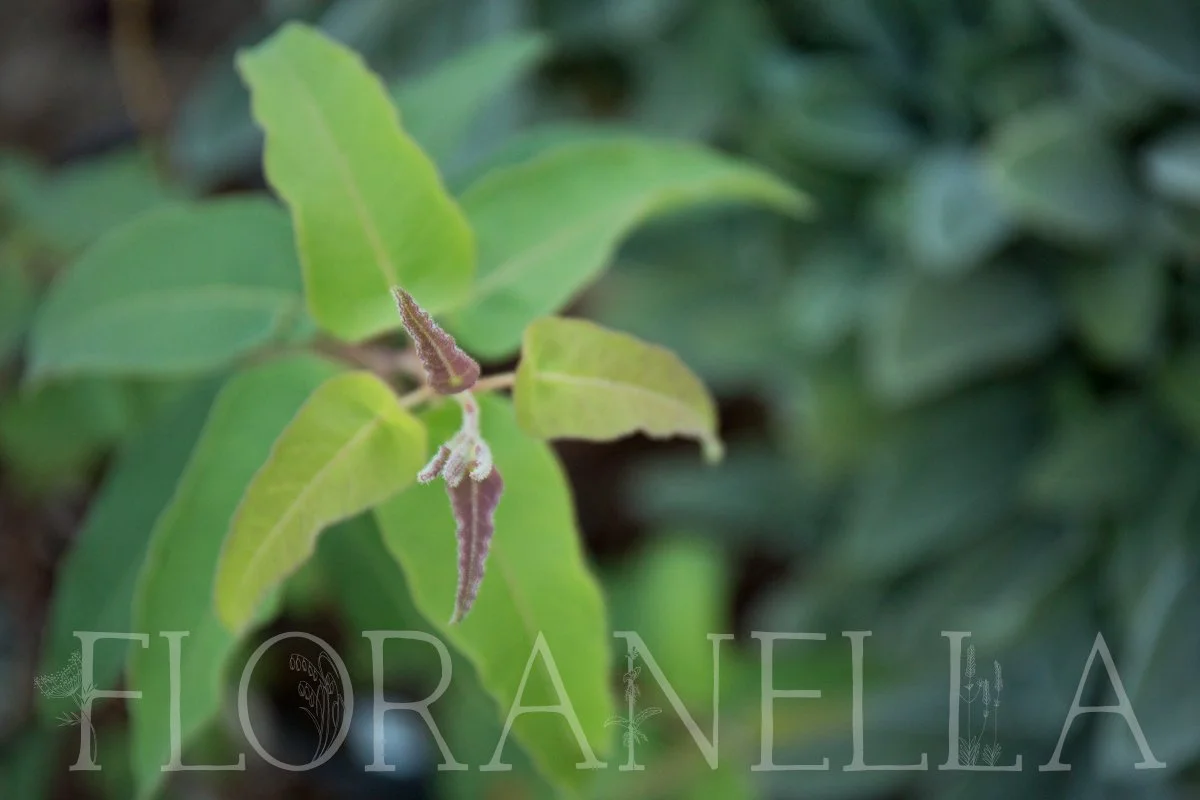 Herbal Aromatherapy™ for Sinus Congestion — Floranella