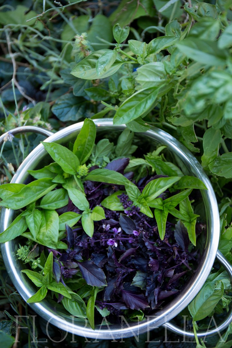 How to Grow Basil — Floranella
