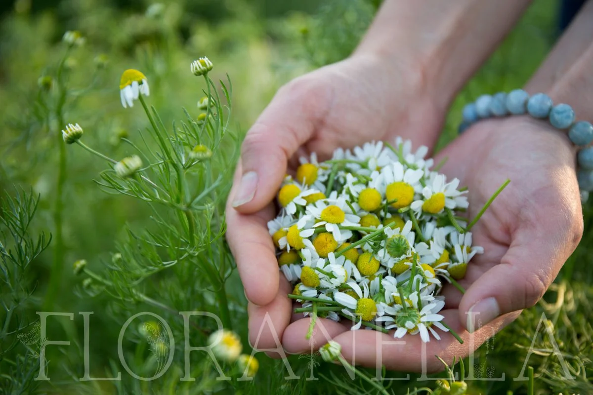 How to Grow Chamomile (German and Roman Types) — Floranella