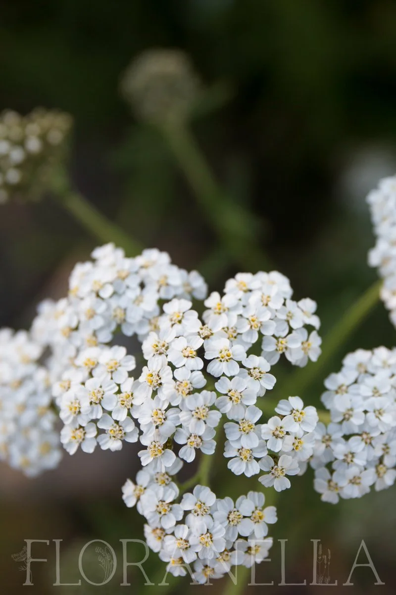 How to Grow Yarrow (Achillea millefolium) — Floranella
