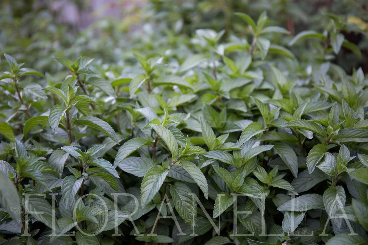 How to Grow Peppermint — Floranella