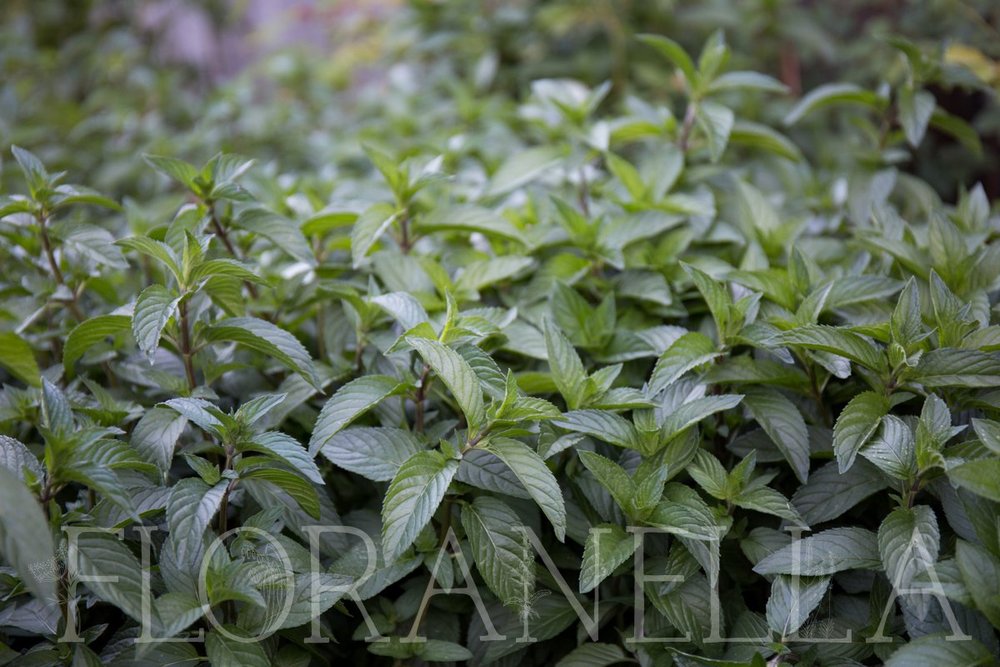 How to Grow Peppermint — Floranella