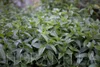 How to Grow Peppermint — Floranella