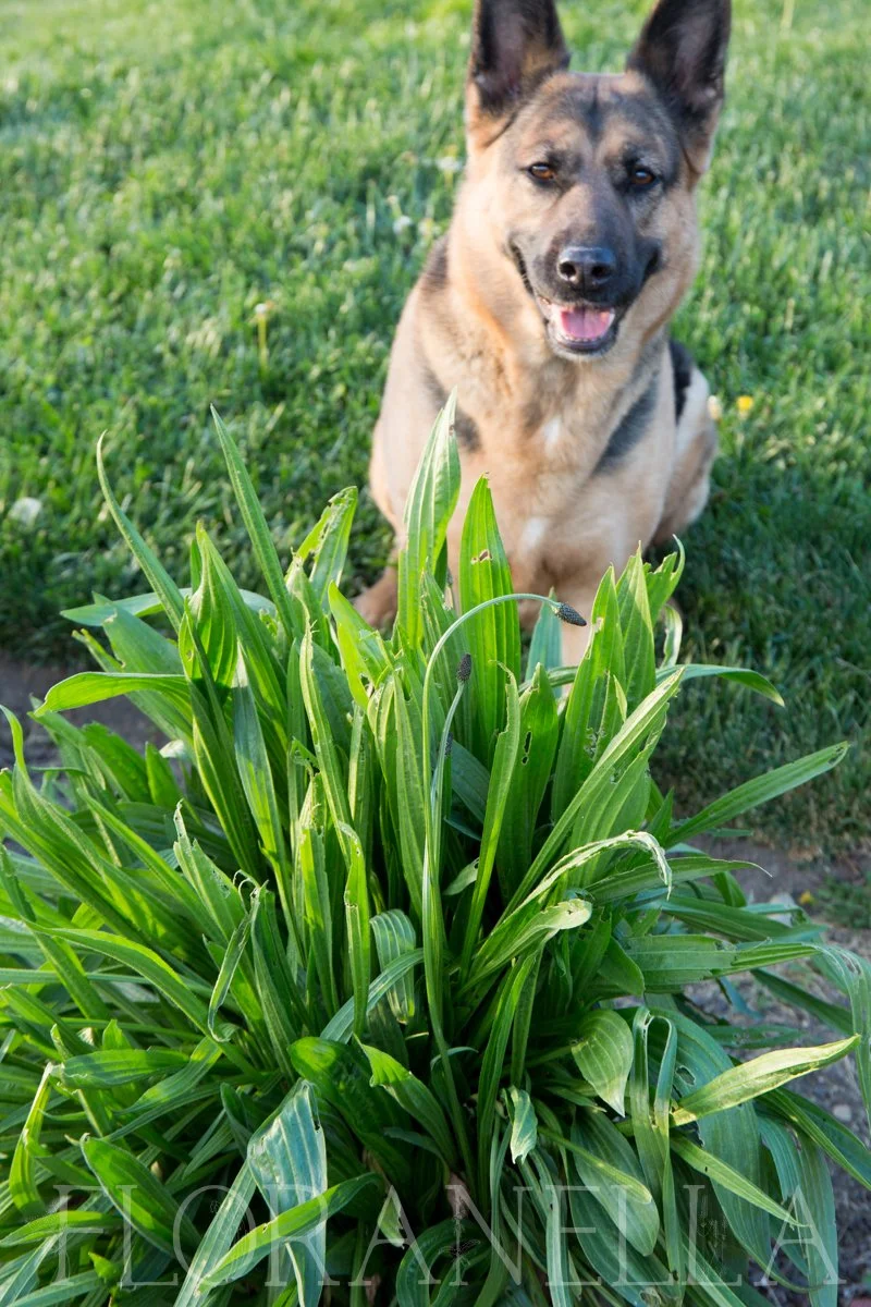 How to Grow Plantain (Plantago spp.) — Floranella