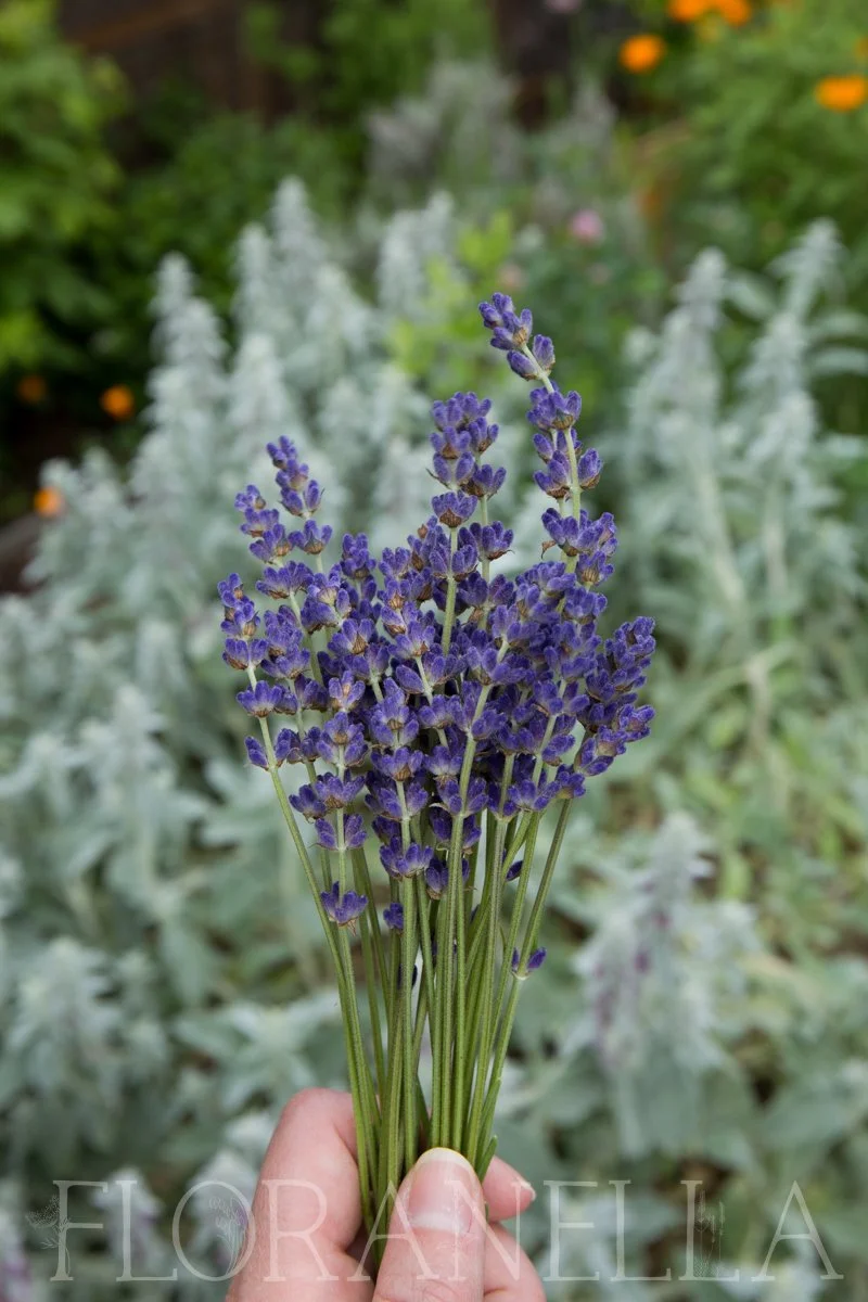 How to Grow Lavender — Floranella