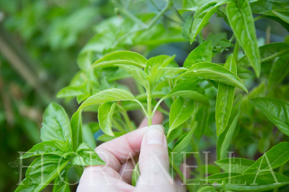 How to Grow Basil — Floranella