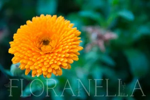 How to Grow Calendula, Harvest, Dry, Use It, and Save Its Seeds ...