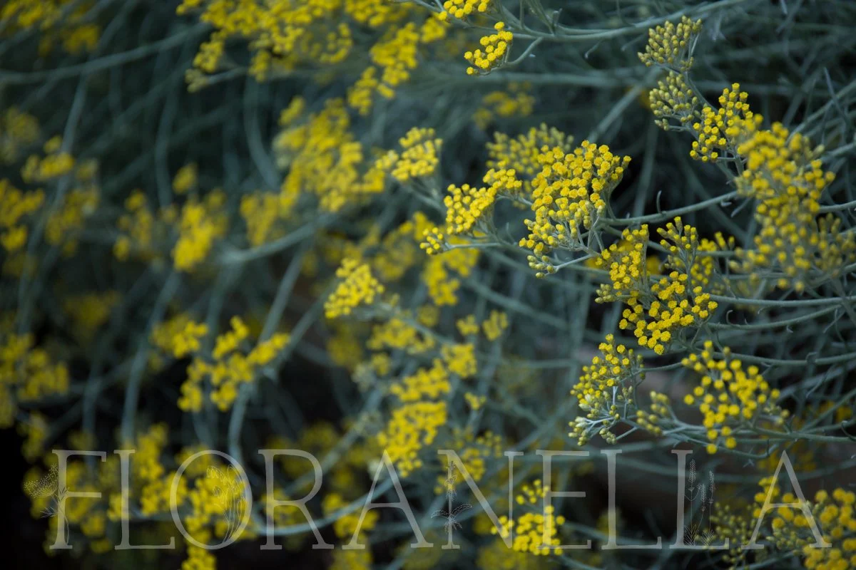 How to Grow Helichrysum — Floranella