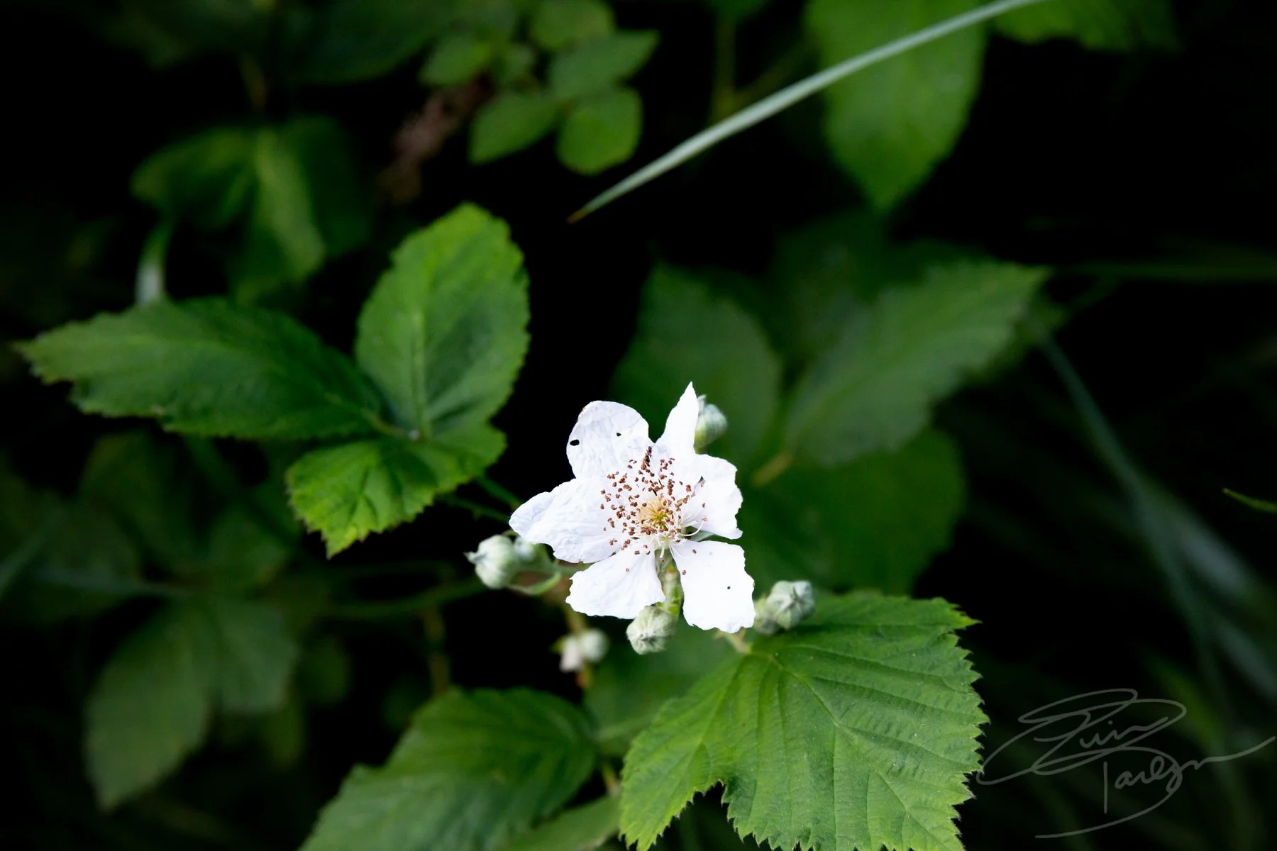 Smith River - Crescent City, CA - Travel Blog Photo Journal — Floranella