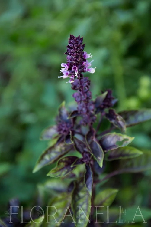 How to Grow Basil — Floranella