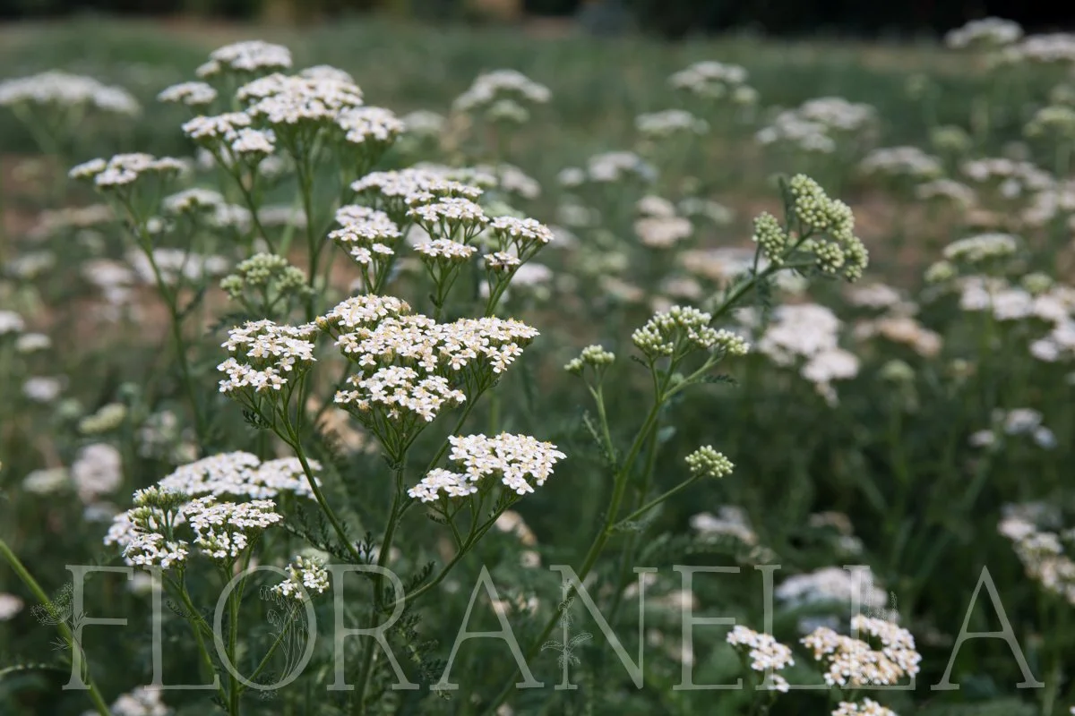 How to Grow Yarrow (Achillea millefolium) — Floranella