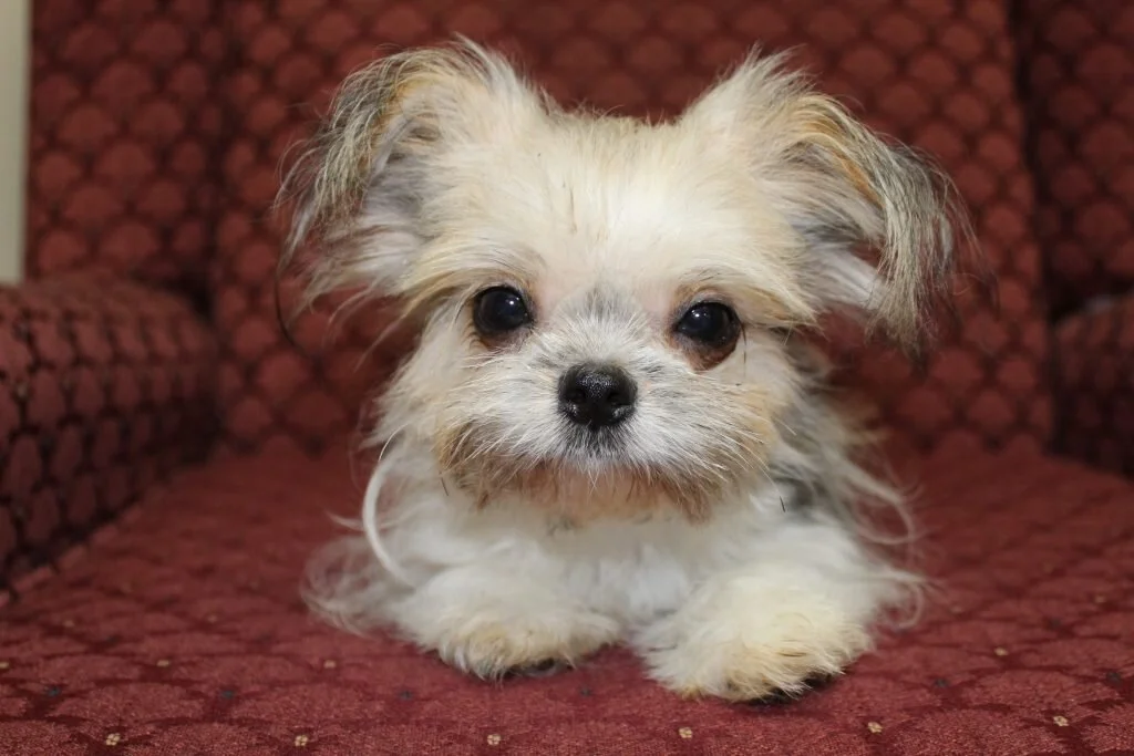 Midwest Mini Mi-Kis — Welcome to the American Mi-Ki Club!