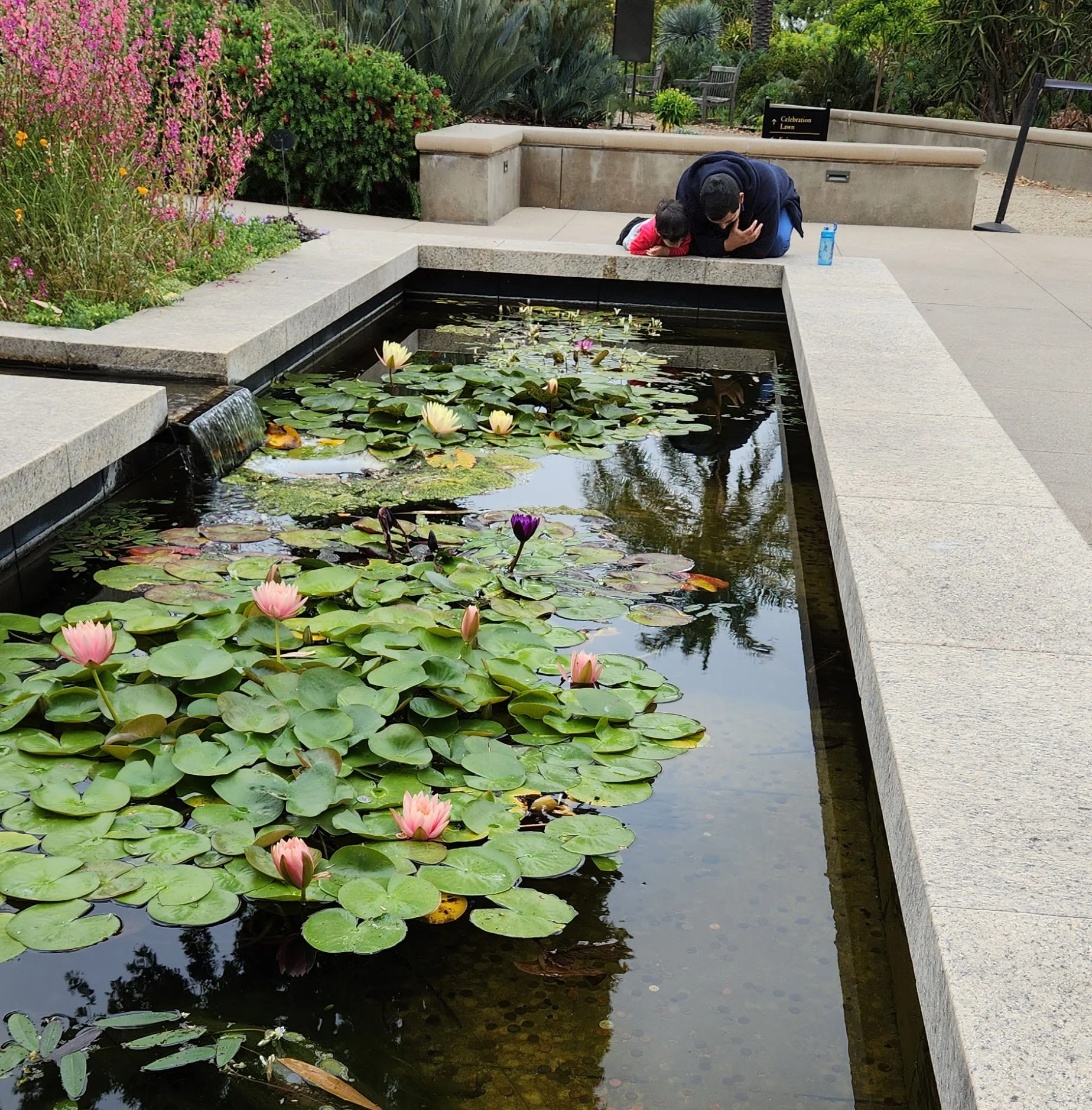 "Lotus Pool" — Wendy Lew Toda