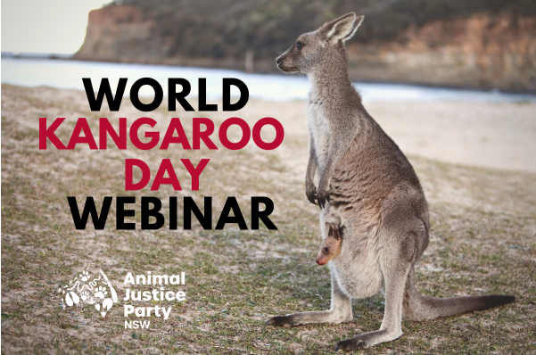 Events — WORLD KANGAROO DAY - October 24