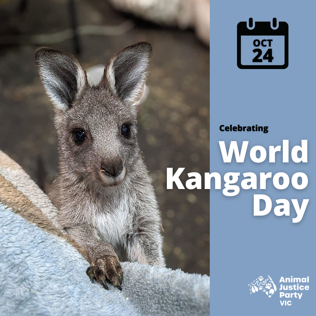 Events — WORLD KANGAROO DAY - October 24