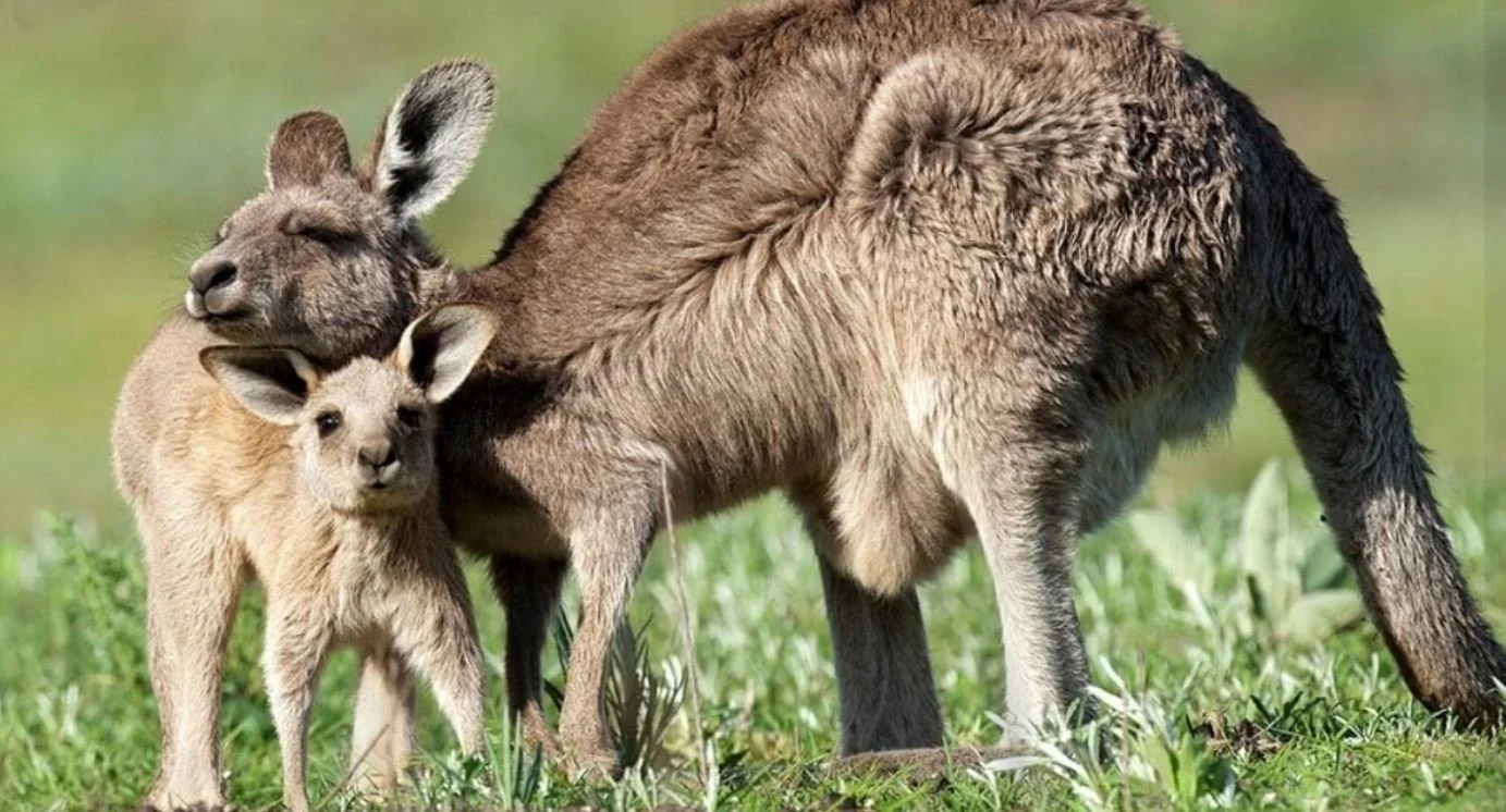 Events — WORLD KANGAROO DAY - October 24