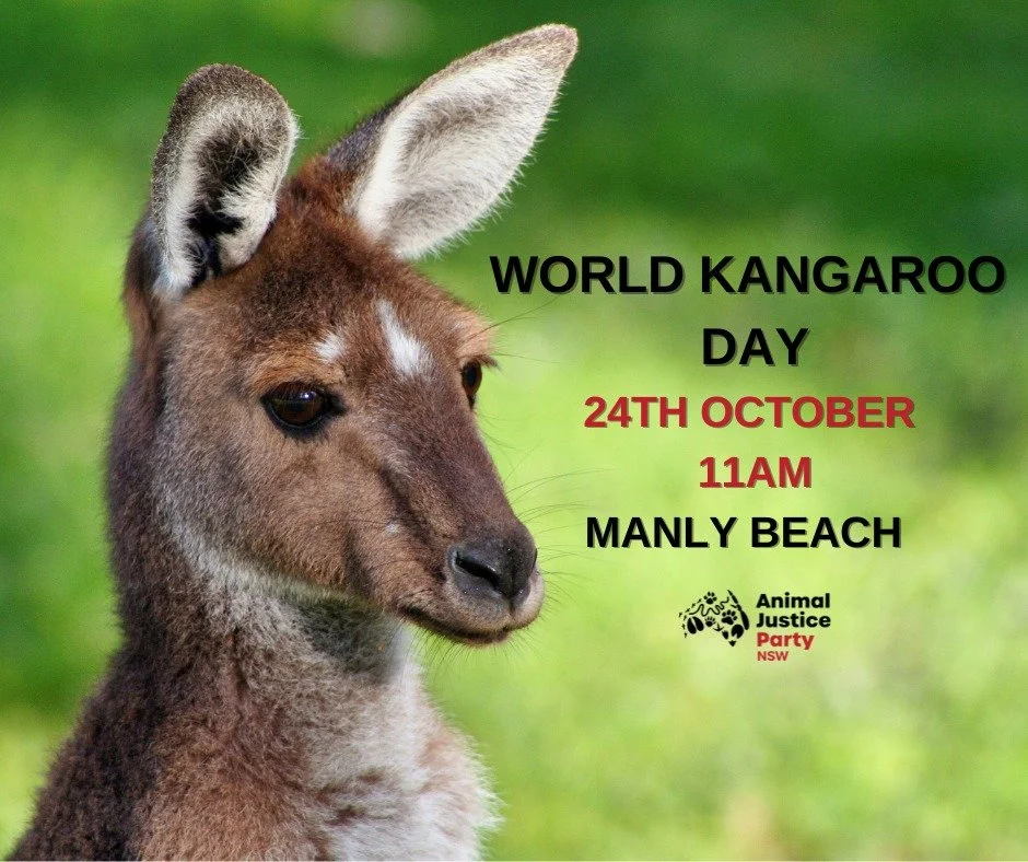 Events — WORLD KANGAROO DAY - October 24