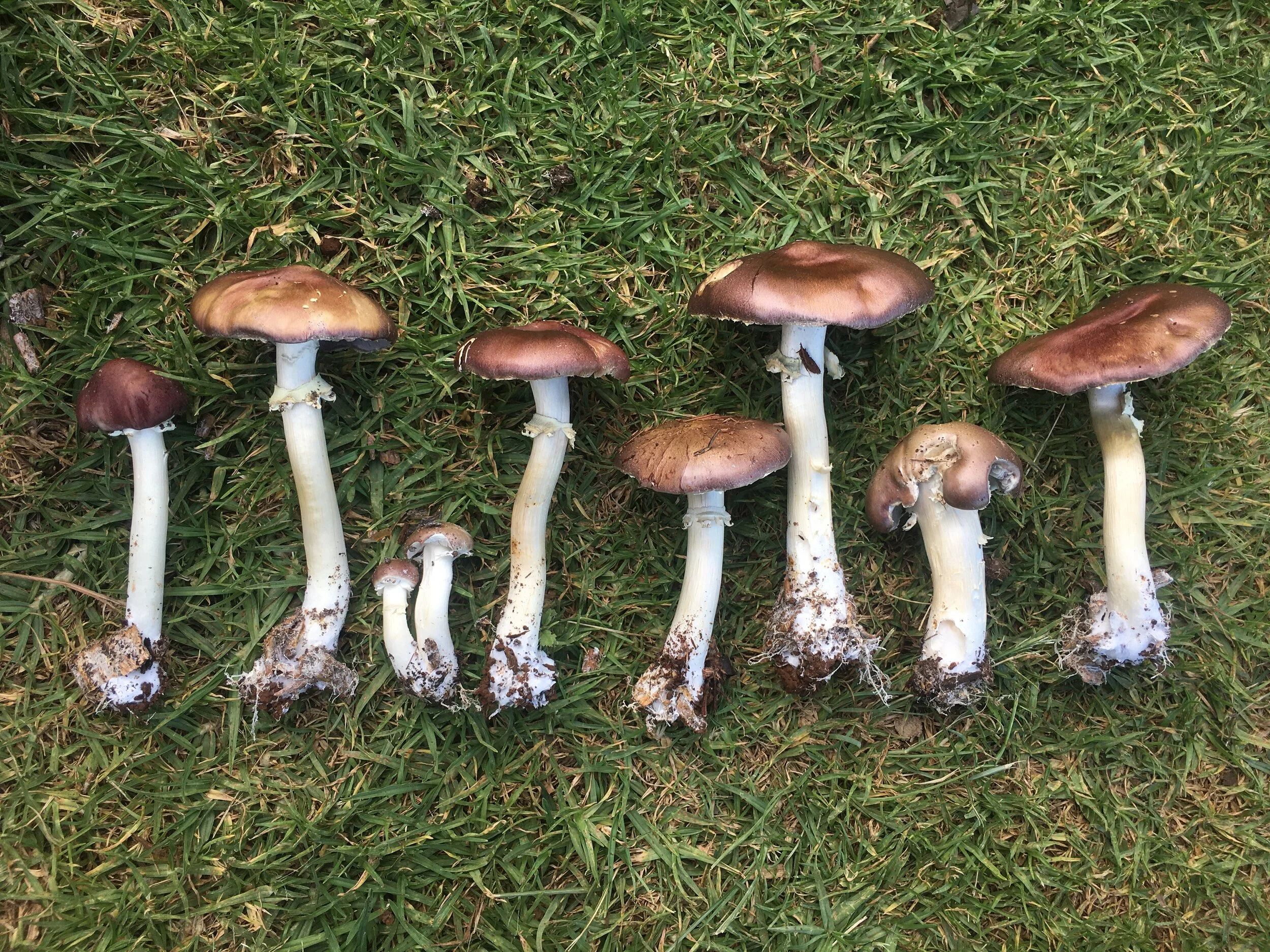 Incorporating King Stropharia into your garden — Alchemystic Fungi