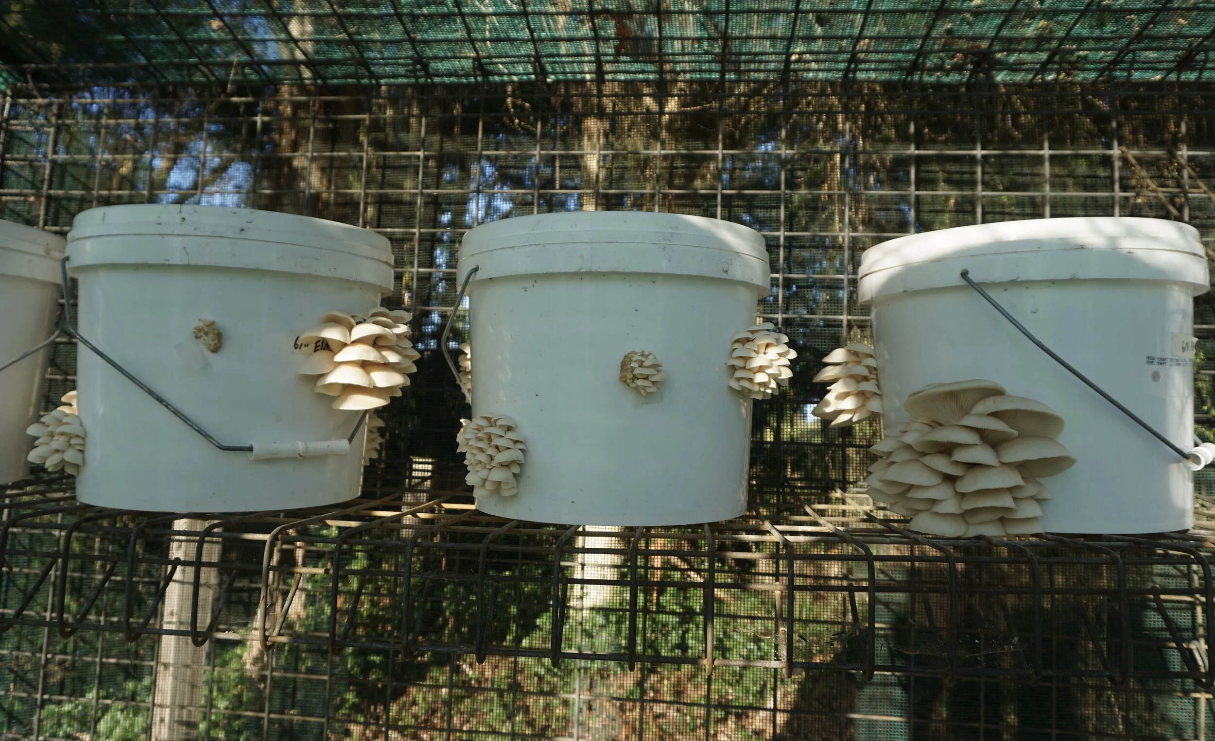 Caring for your Oyster Bucket — Alchemystic Fungi