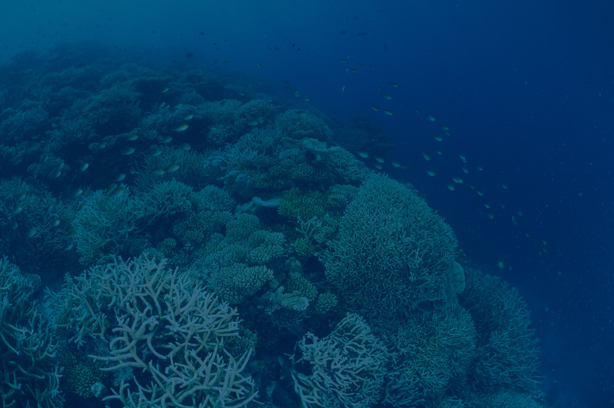 Ocean Giants — Ocean Giants Programme