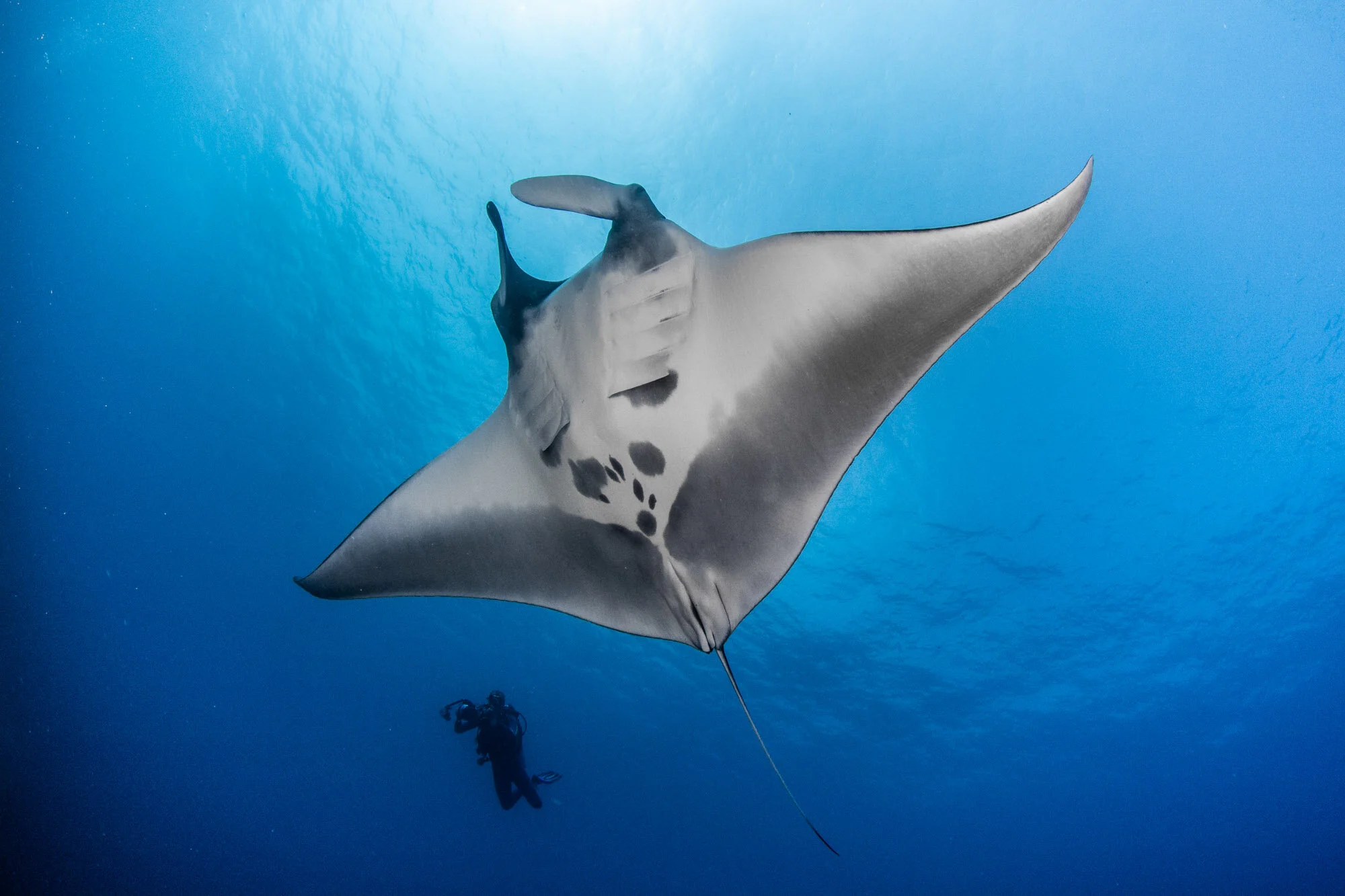 Ocean Giants — Ocean Giants Programme