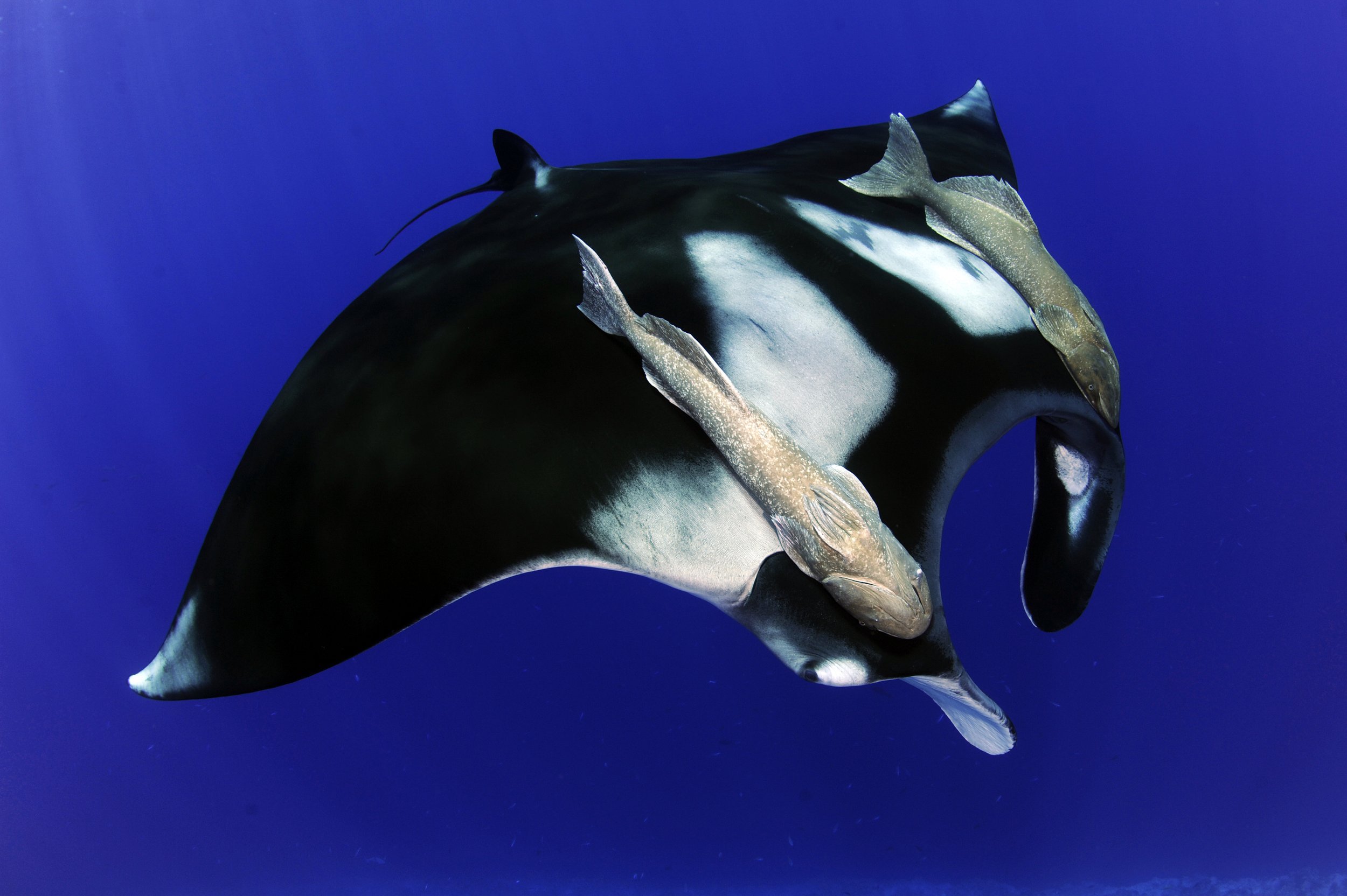 Ocean Giants Programme — Ocean Giants Programme