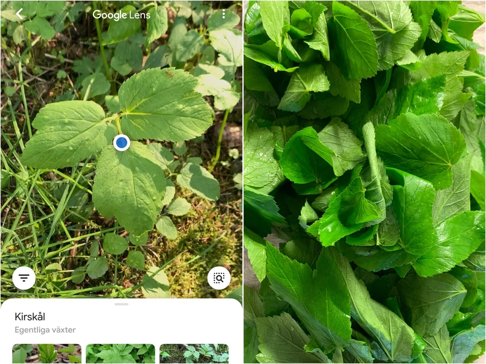 Plocka vilda växter och örter i skogen — fridlysta rum