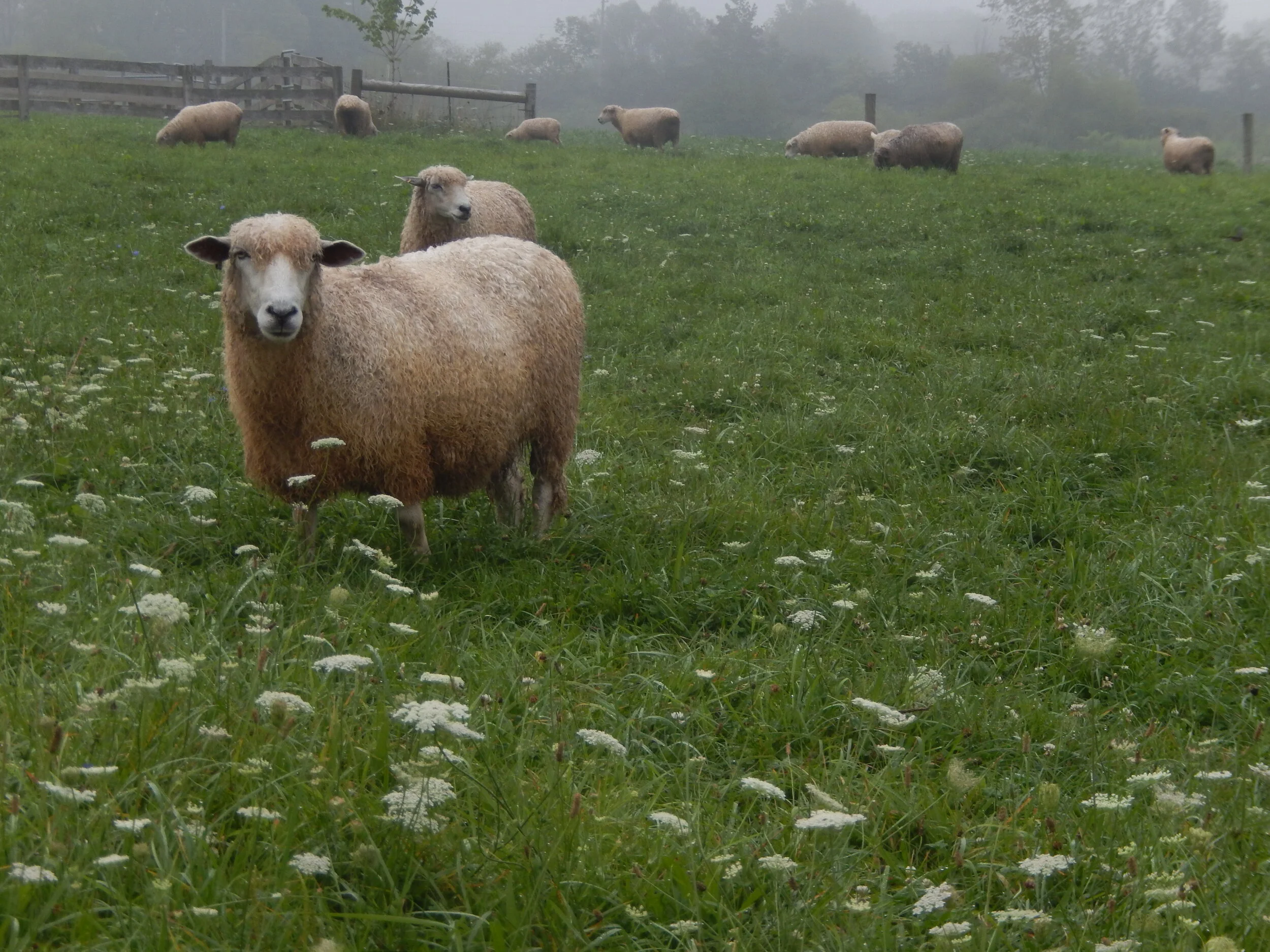 About — Underhill Farm