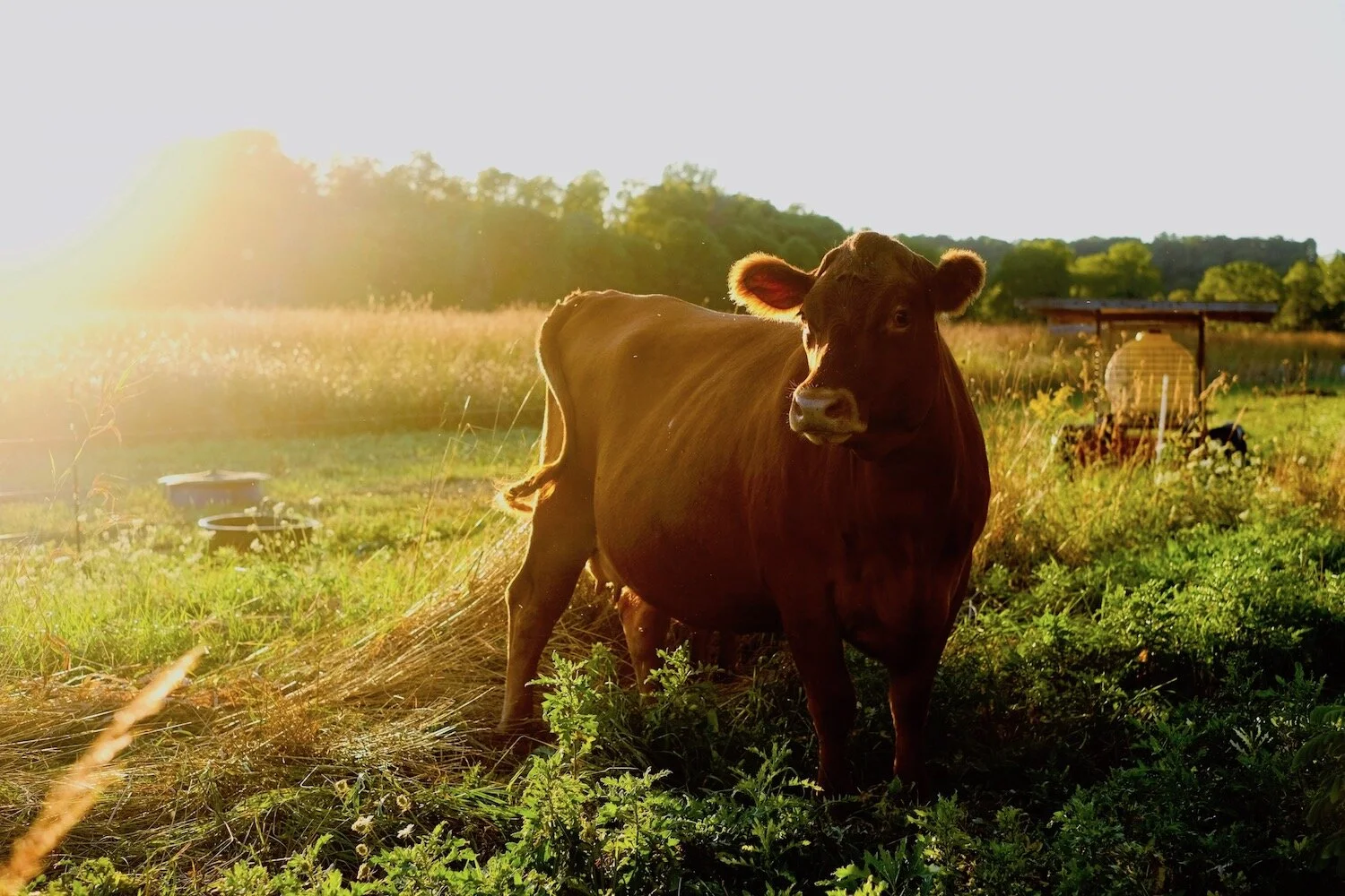 Three Ridges Ecological Farm