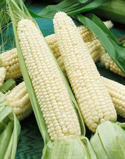 Corn, Silver Queen — Heirloom Vegetable and Flower Seeds of New England