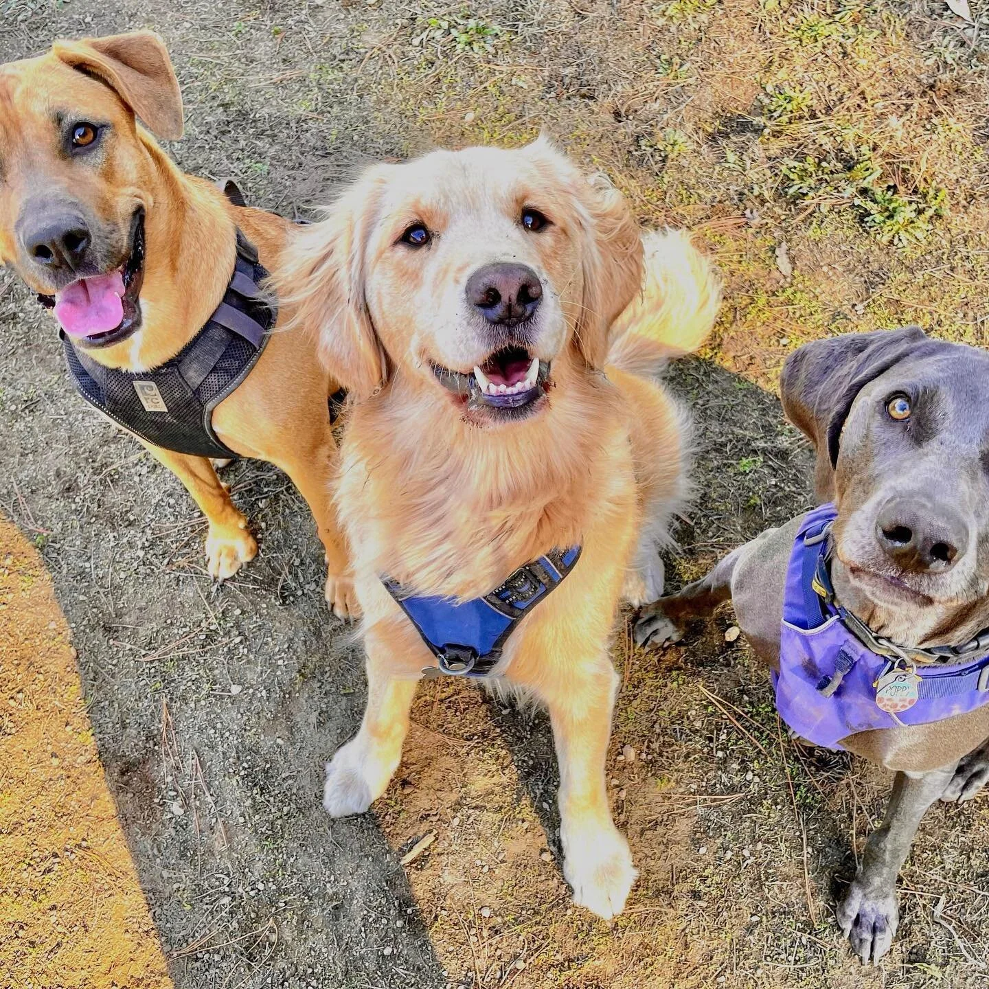 Vicki's Little Rascals